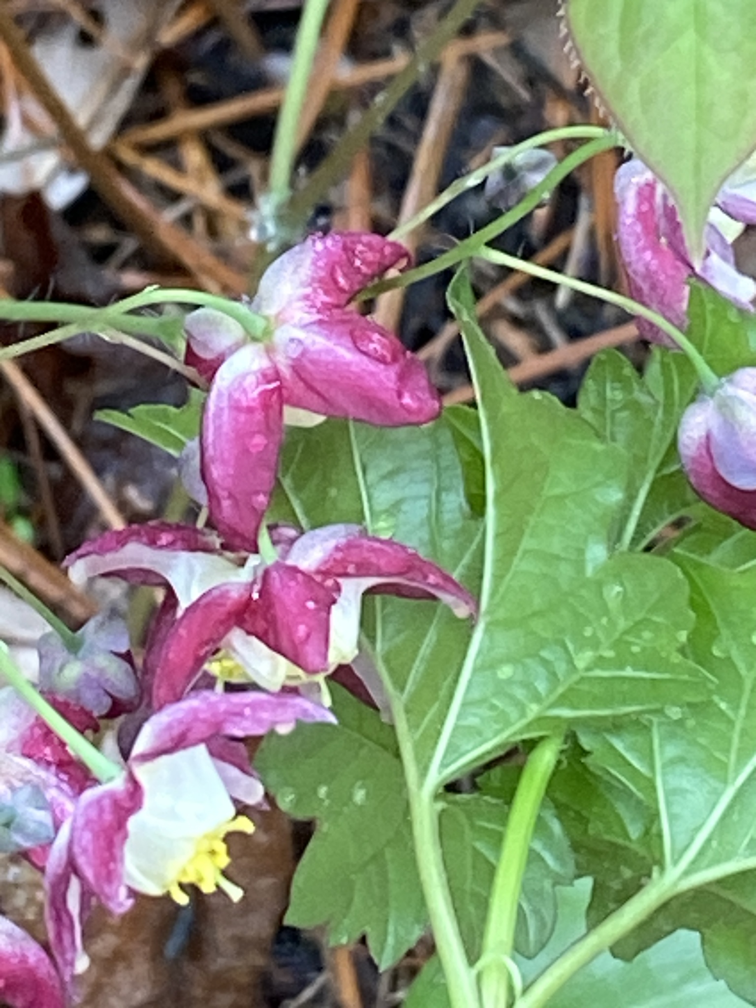 Epimedium L.
