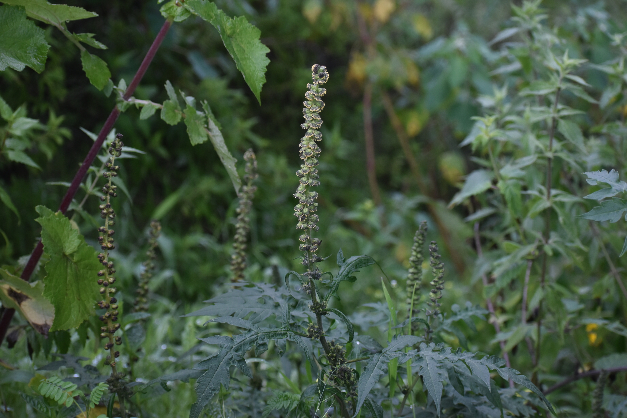Ambrosia arborescens Mill.