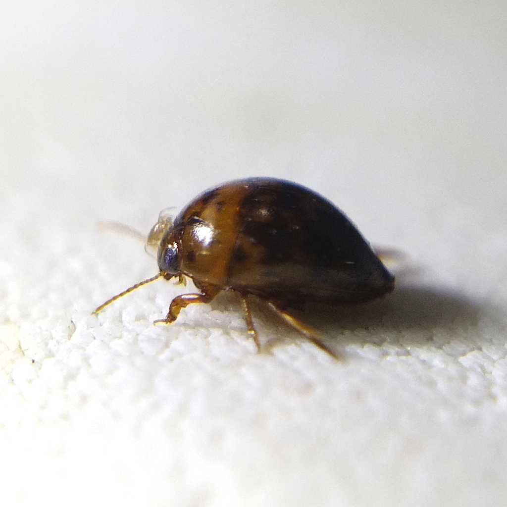 Burrowing Water Beetles from San Juan, Bolivia on April 13, 2023 at 08: ...