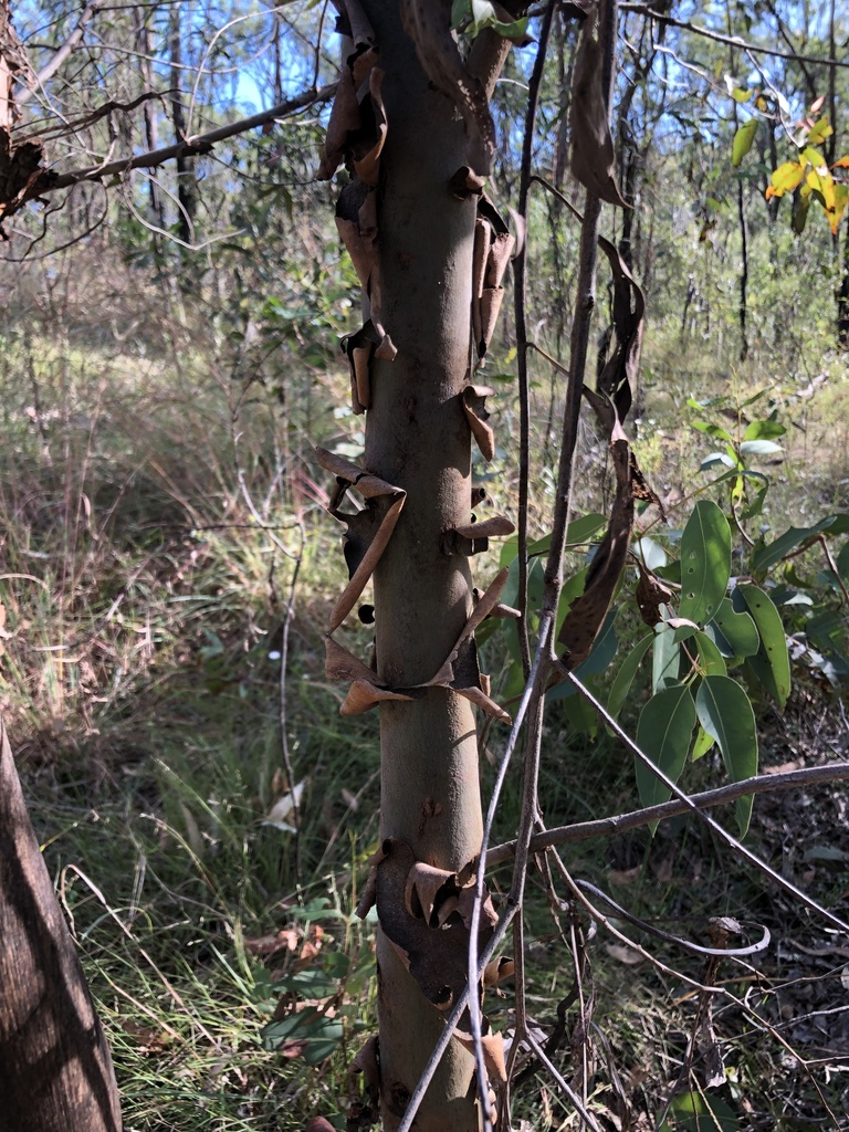 cadaghi from Lake Manchester Rd, Kholo, QLD, AU on April 18, 2023 at 08 ...