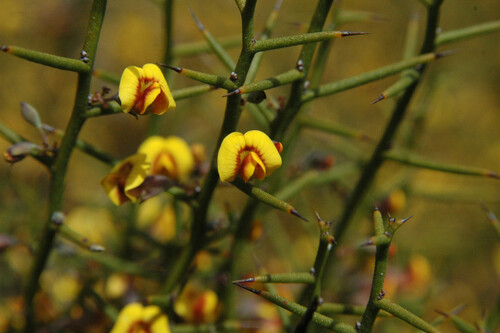 Daviesia scabrella · iNaturalist