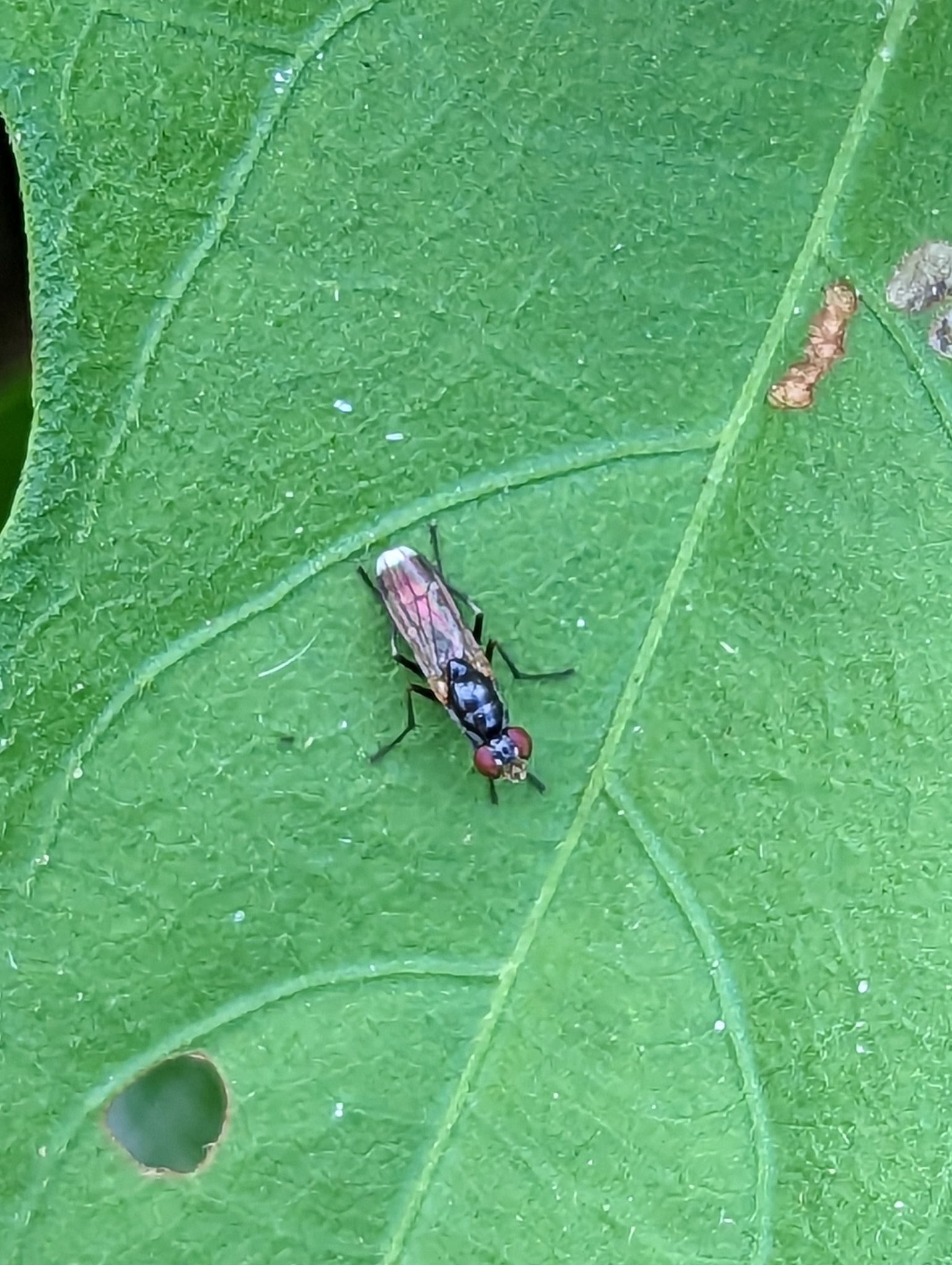 Lispe Latreille, 1796