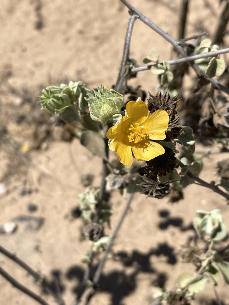 Shrubby Indian Mallow (Abutilon abutiloides) - Botanical Realm