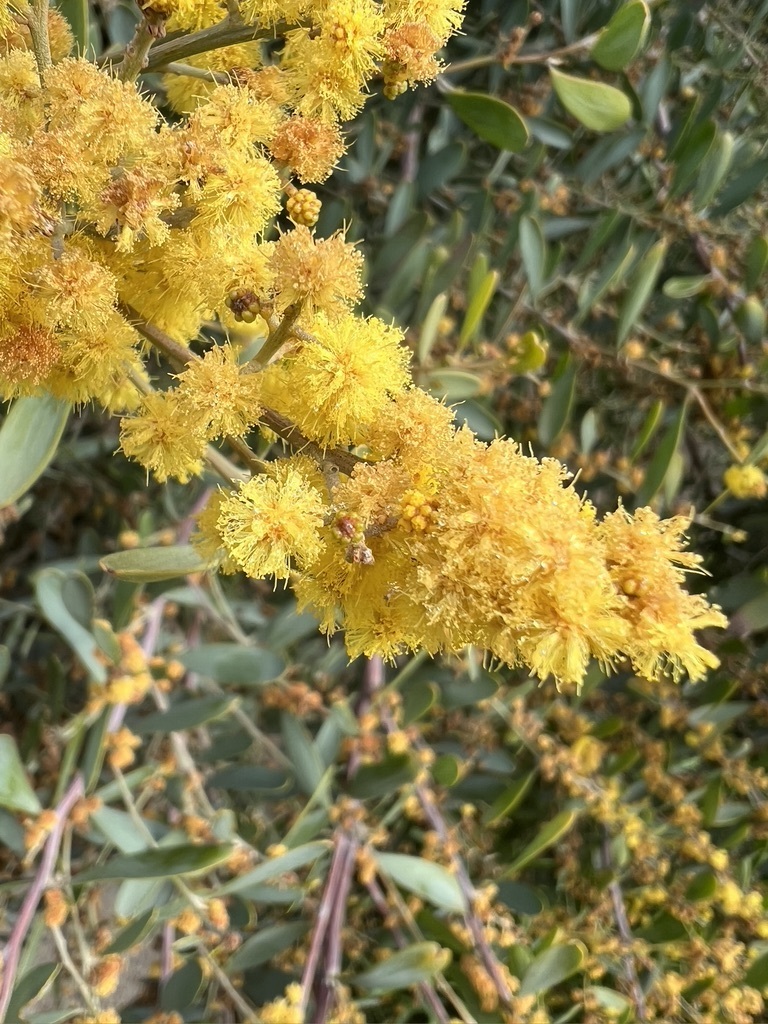 vanilla-scented wattle from Lake Forest, CA, USA on April 16, 2023 at ...