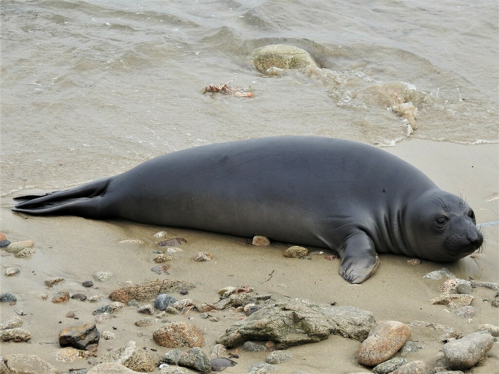 Northern Elephant Seal from Chimney Rock, California 94937, USA on ...