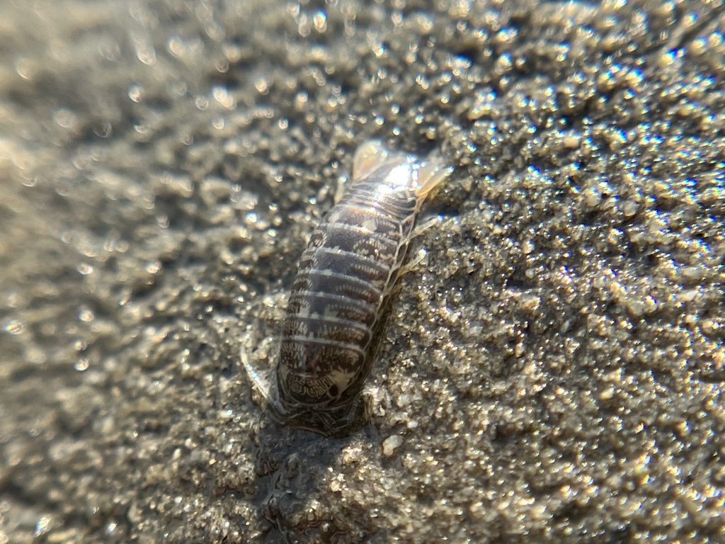 Harford's Isopod from North Pacific Ocean, CA, US on April 17, 2023 at ...