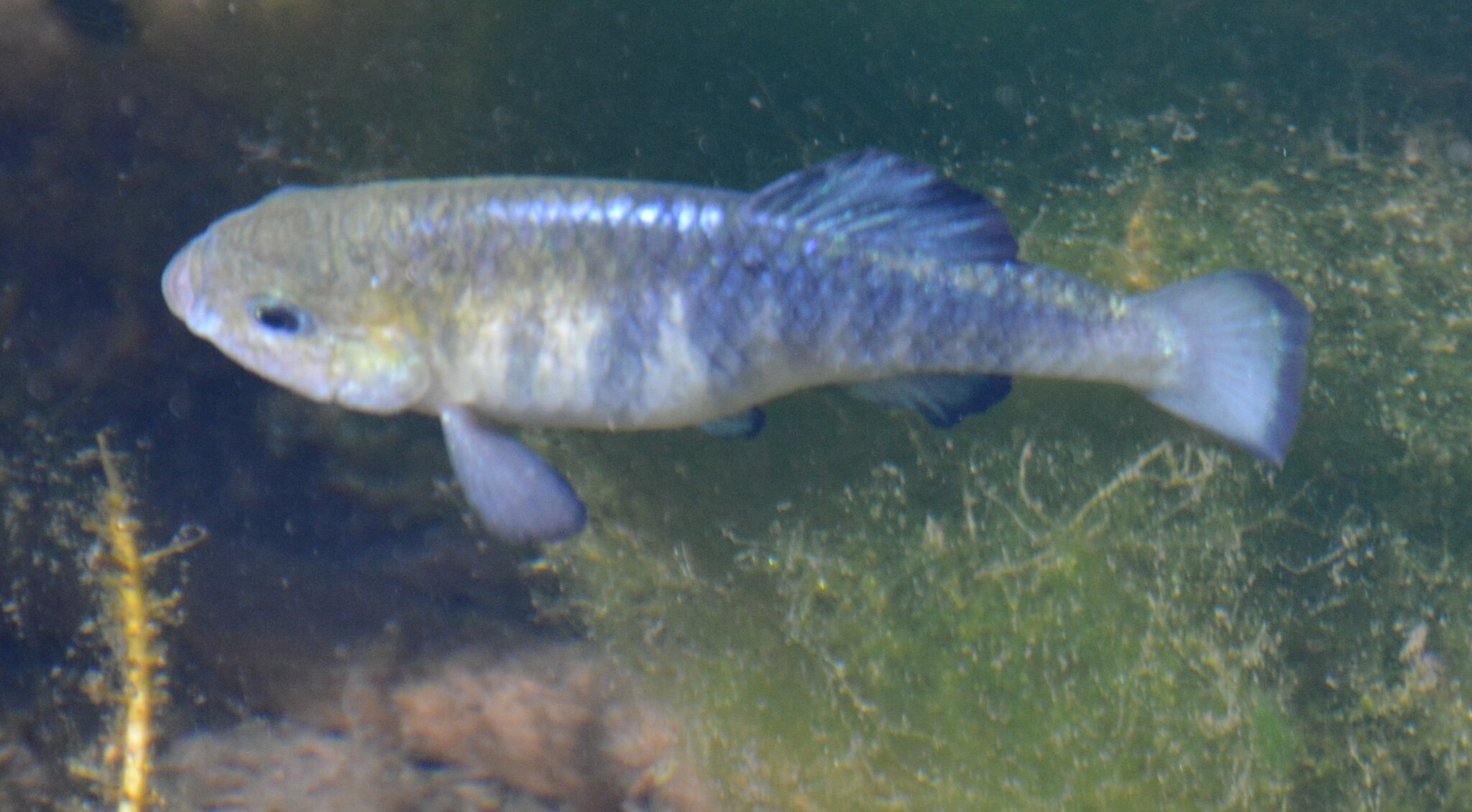 Cyprinodon nevadensis Eigenmann & Eigenmann, 1889