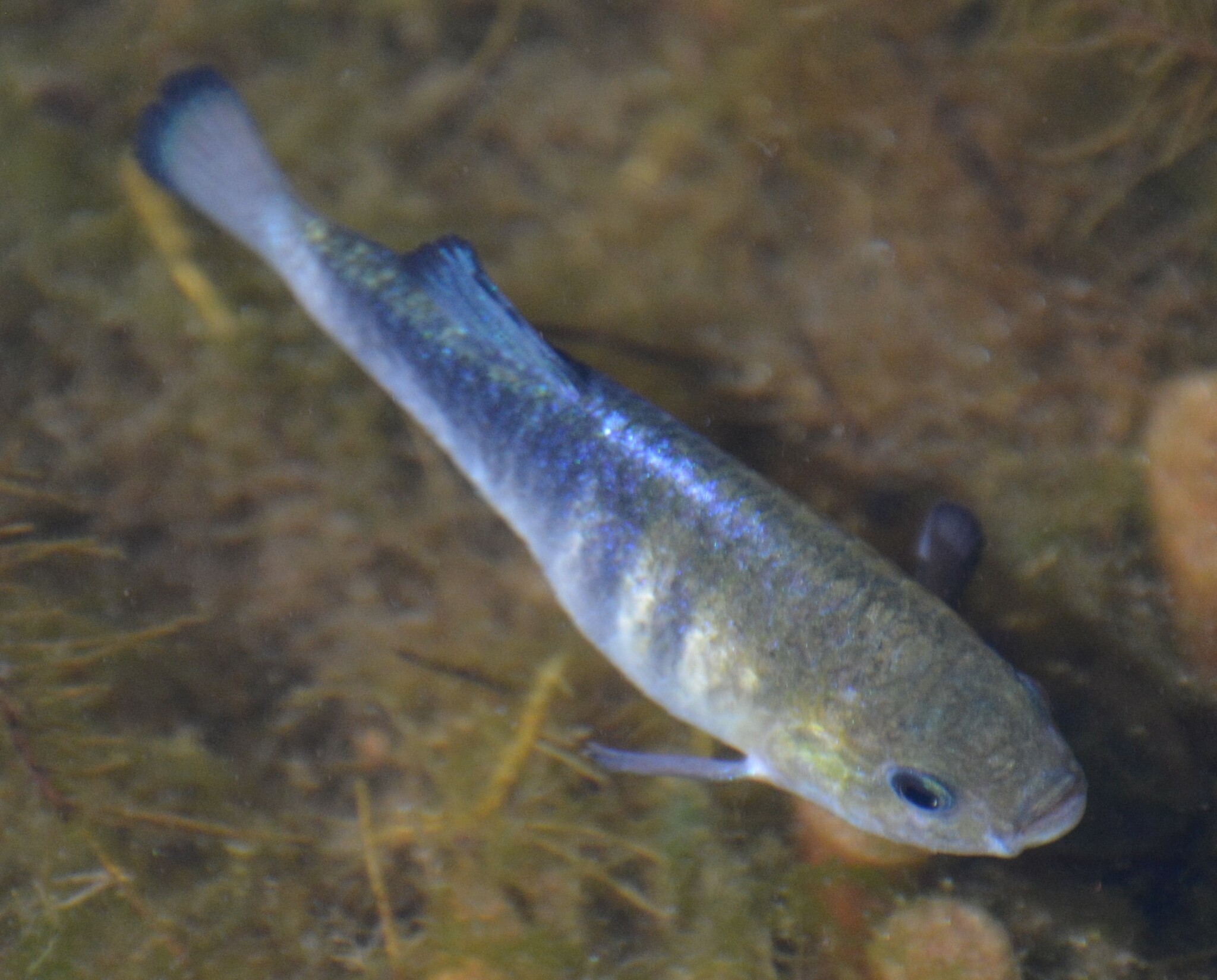Cyprinodon nevadensis Eigenmann & Eigenmann, 1889