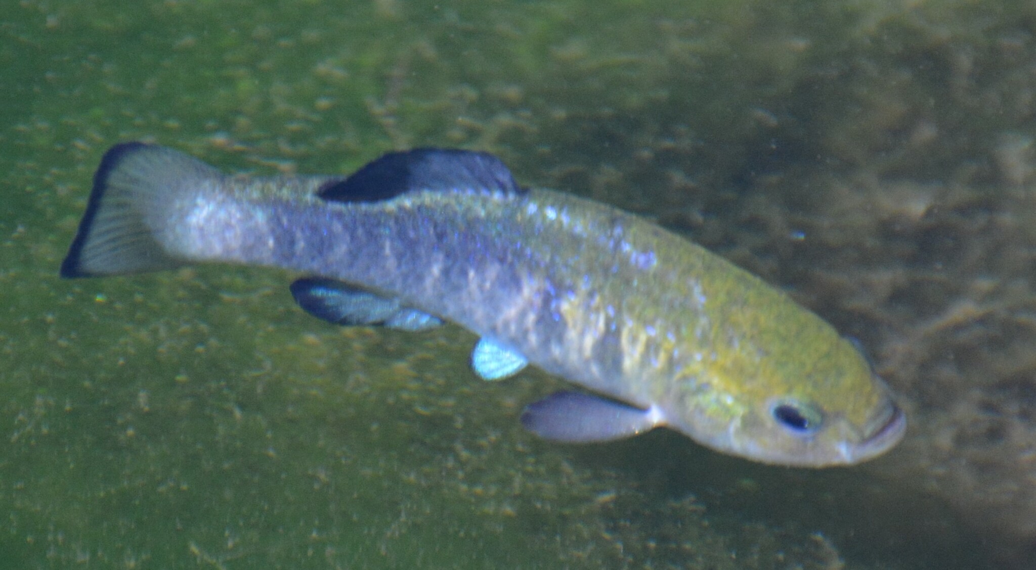 Cyprinodon nevadensis Eigenmann & Eigenmann, 1889