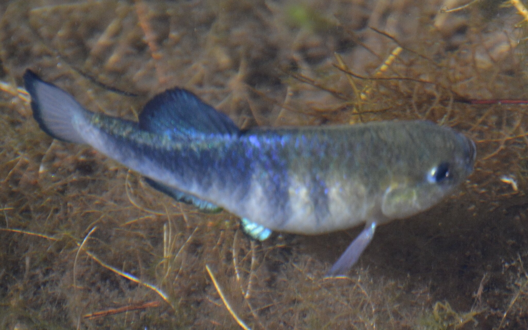 Cyprinodon nevadensis Eigenmann & Eigenmann, 1889