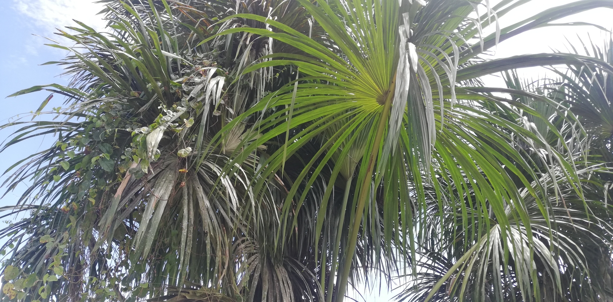 Mauritia flexuosa L.f.