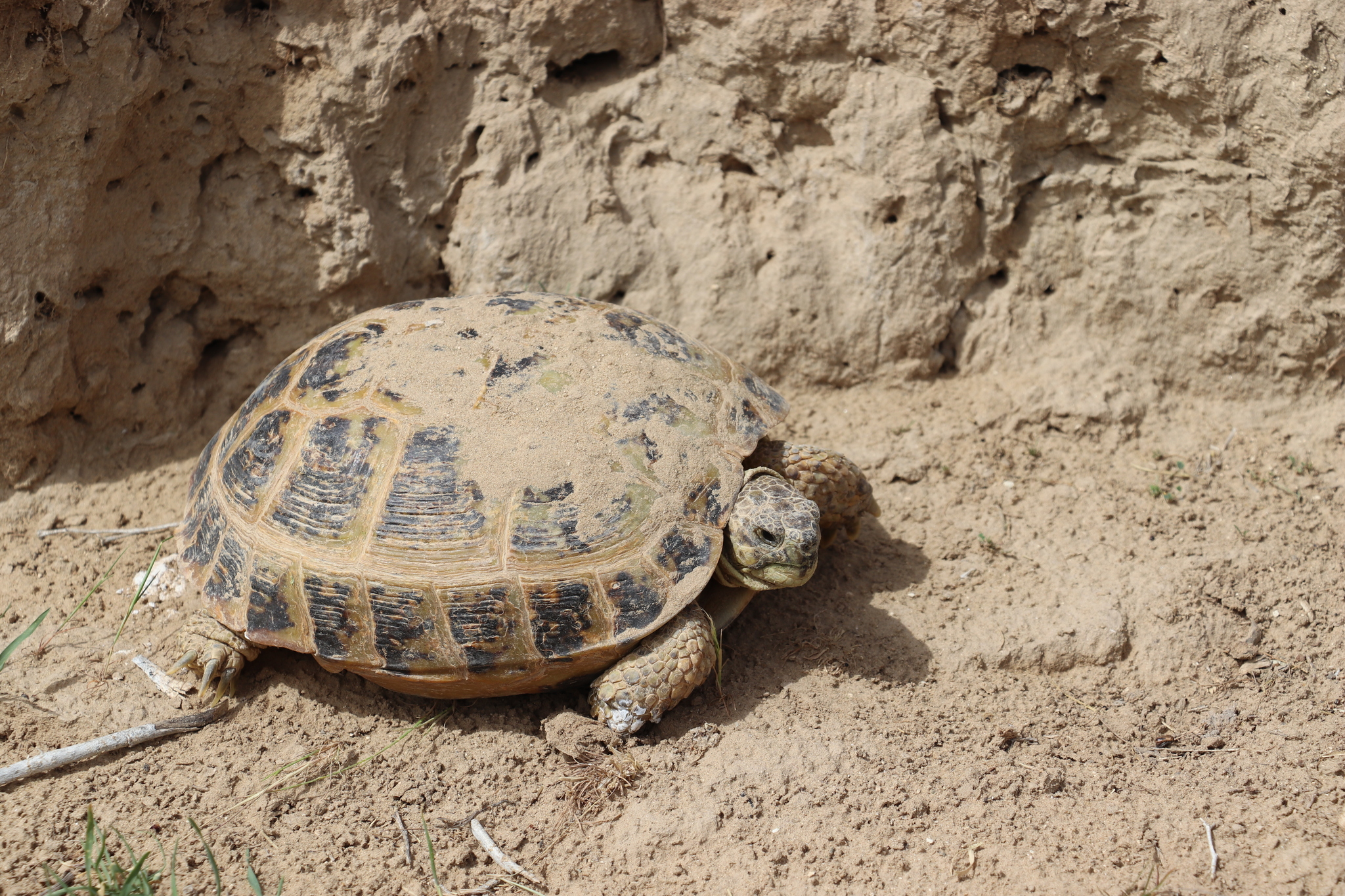 Testudo horsfieldii Gray, 1844