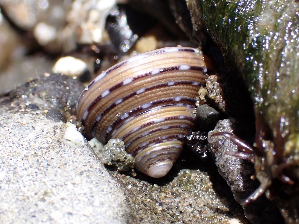 Three-colored Top Shell from Capitola, CA, USA on April 16, 2023 at 01: ...