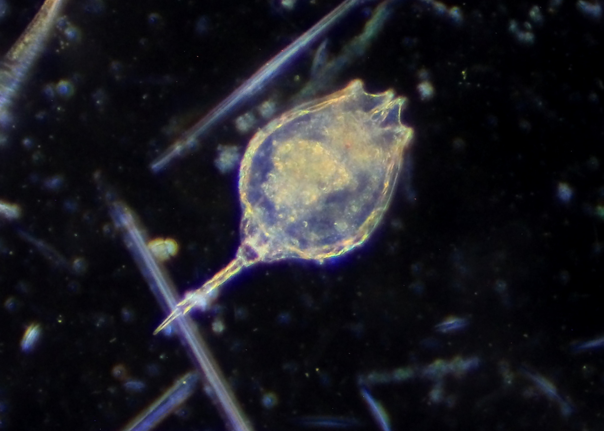 Lecane quadridentata (Ehrenberg, 1830)