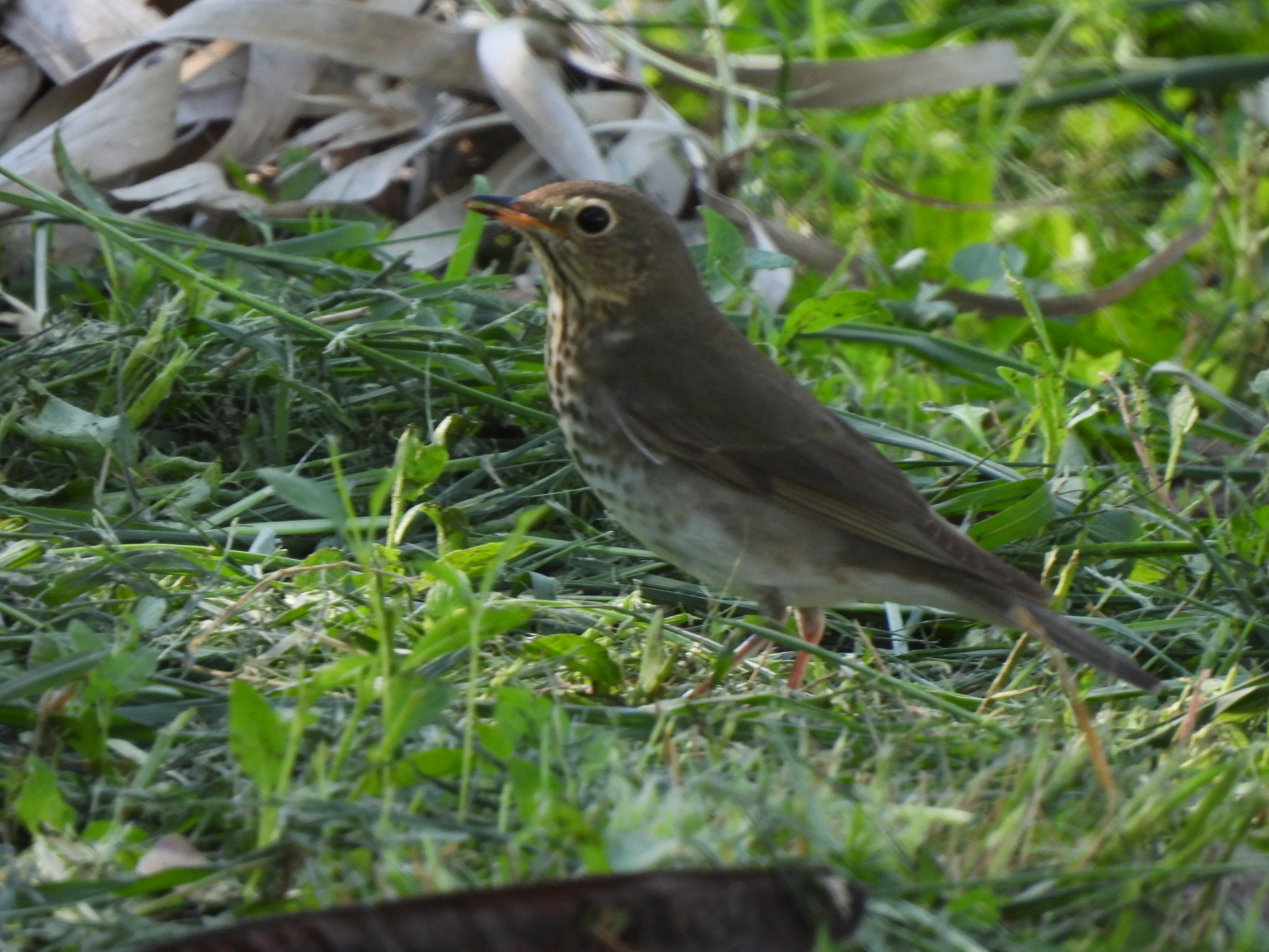 Catharus minimus (Lafresnaye, 1848)