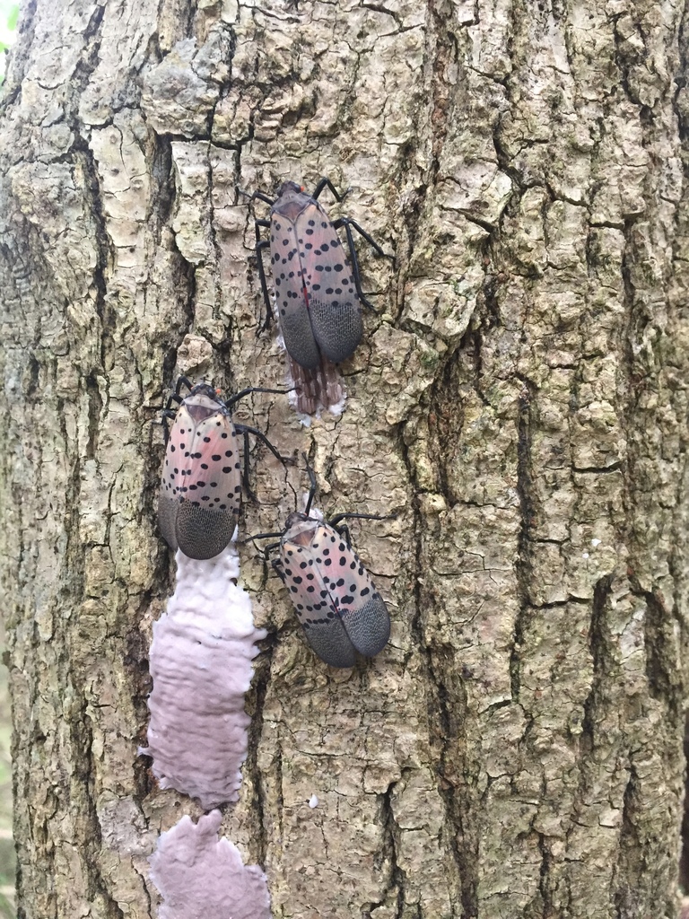 Spotted Lanternfly from Berks County, PA, USA on October 6, 2018 at 04: ...