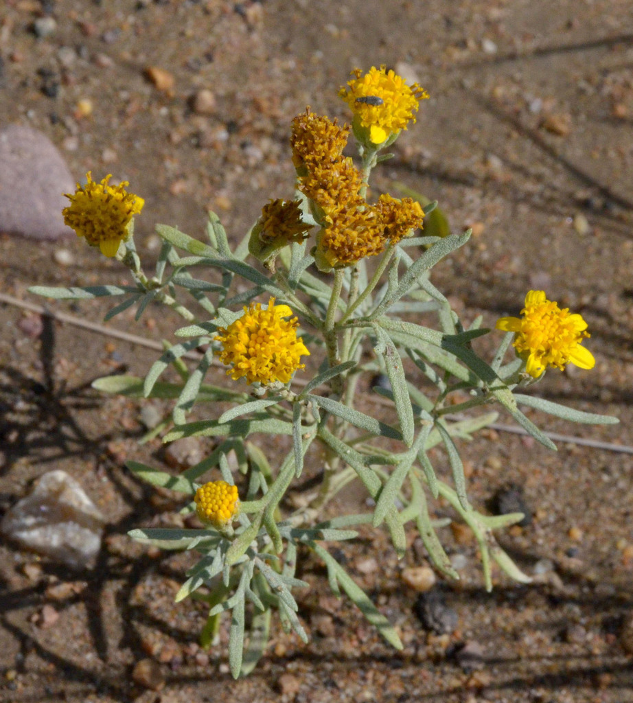 Oppositeleaf False Bahia (Plants of Trinidad Lake State Park) · iNaturalist