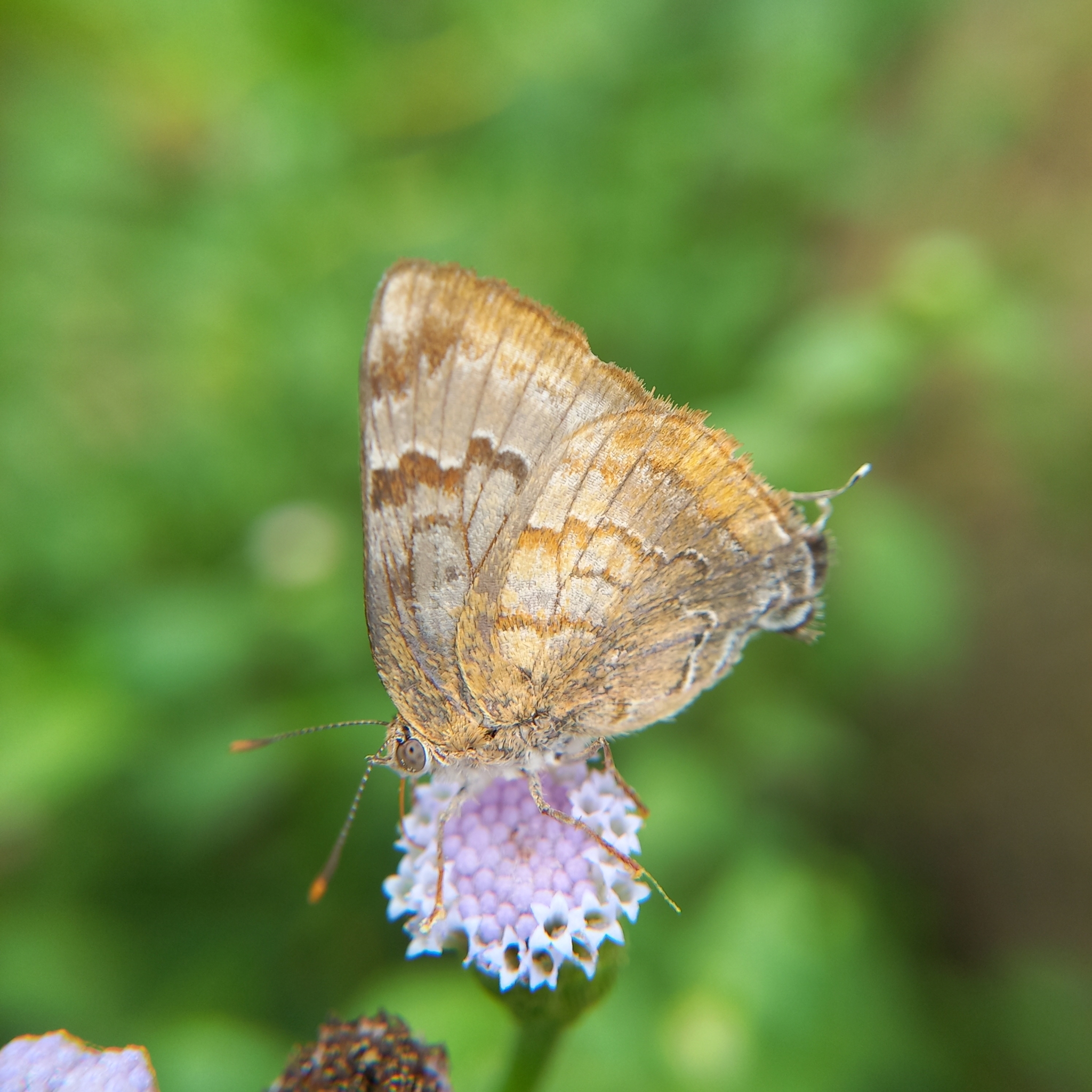 Rekoa palegon (Cramer, 1780)