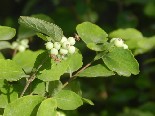 Western Snowberry (Plants of Lory State Park) · iNaturalist
