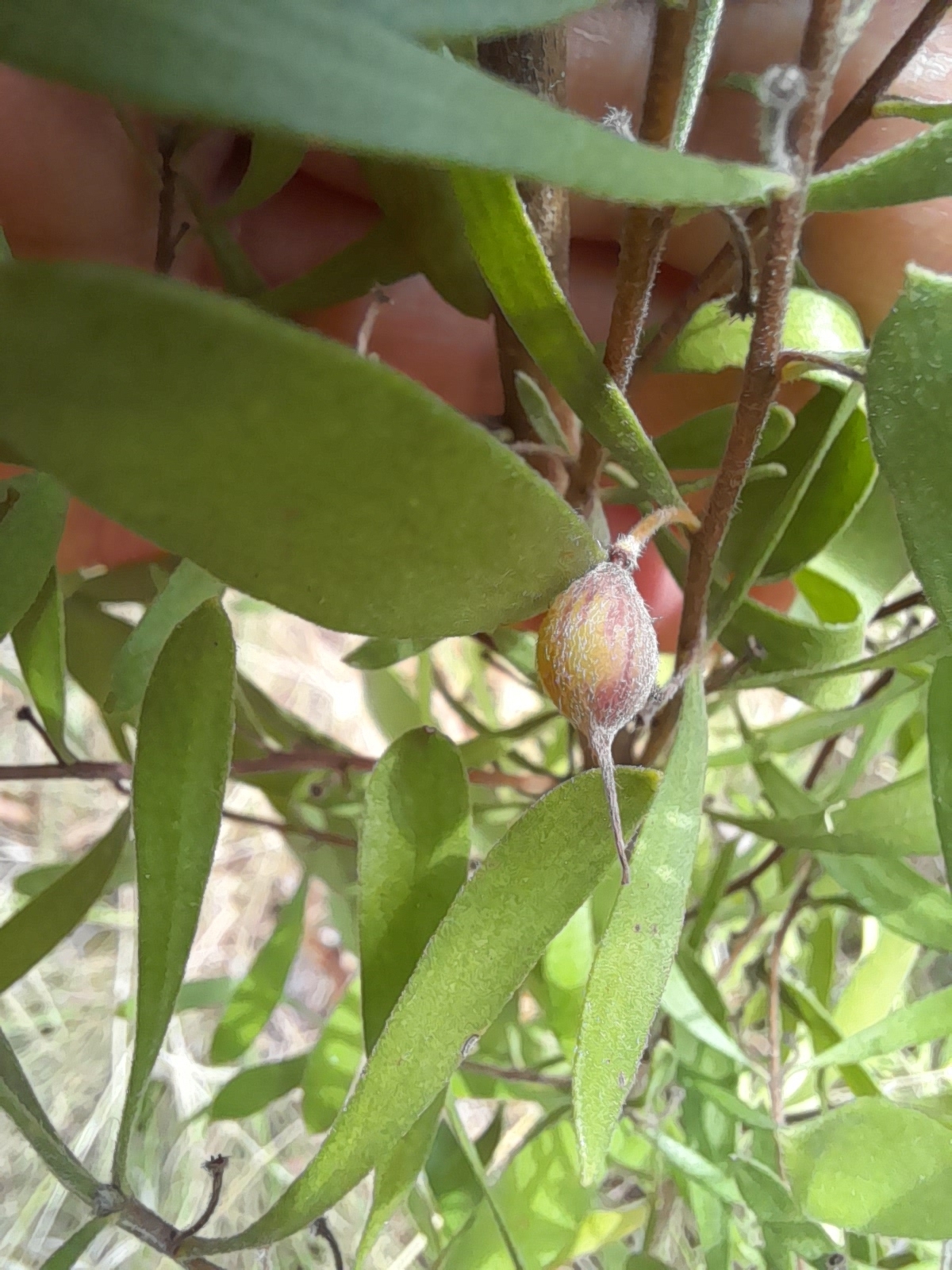 Persoonia sericea A.Cunn. ex R.Br.