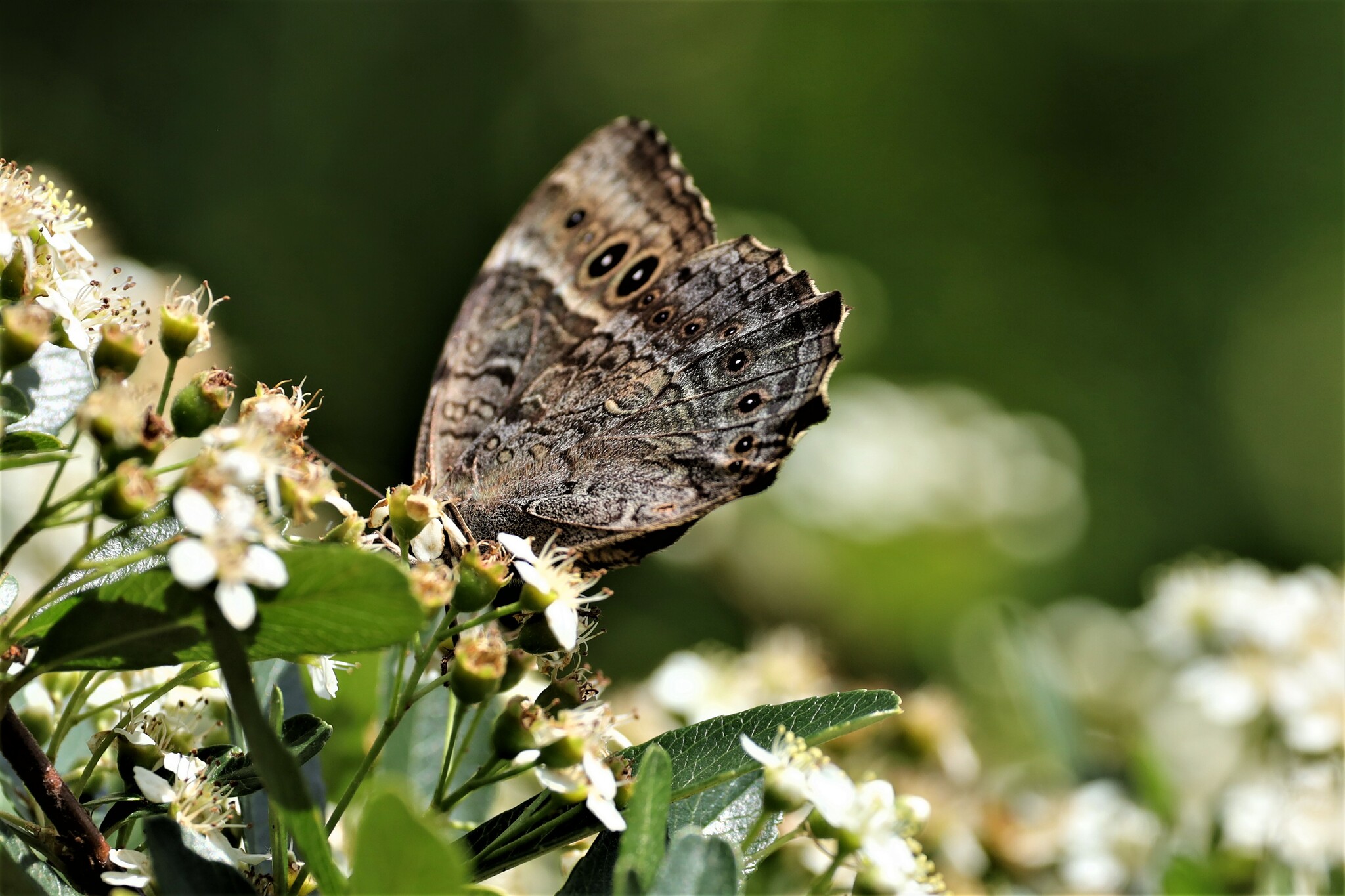 Neope muirheadii (Felder, 1862)