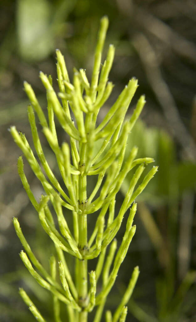 field horsetail (Carkeek Park, NW Seattle) · iNaturalist