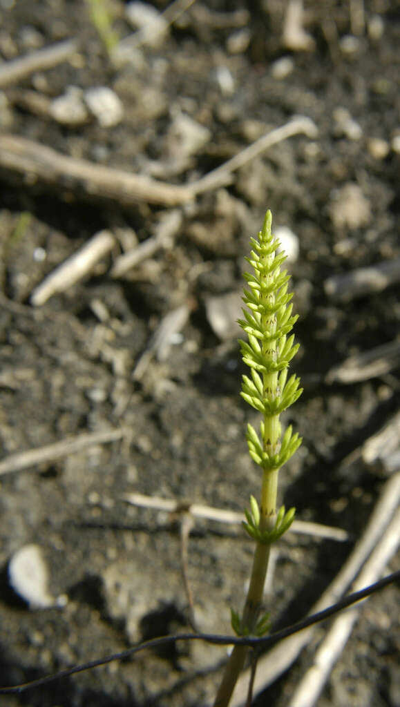 field horsetail (Carkeek Park, NW Seattle) · iNaturalist