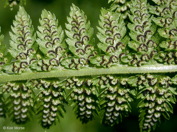 lady fern (Carkeek Park, NW Seattle) · iNaturalist