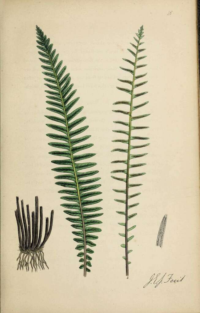 deer fern (Carkeek Park, NW Seattle) · iNaturalist