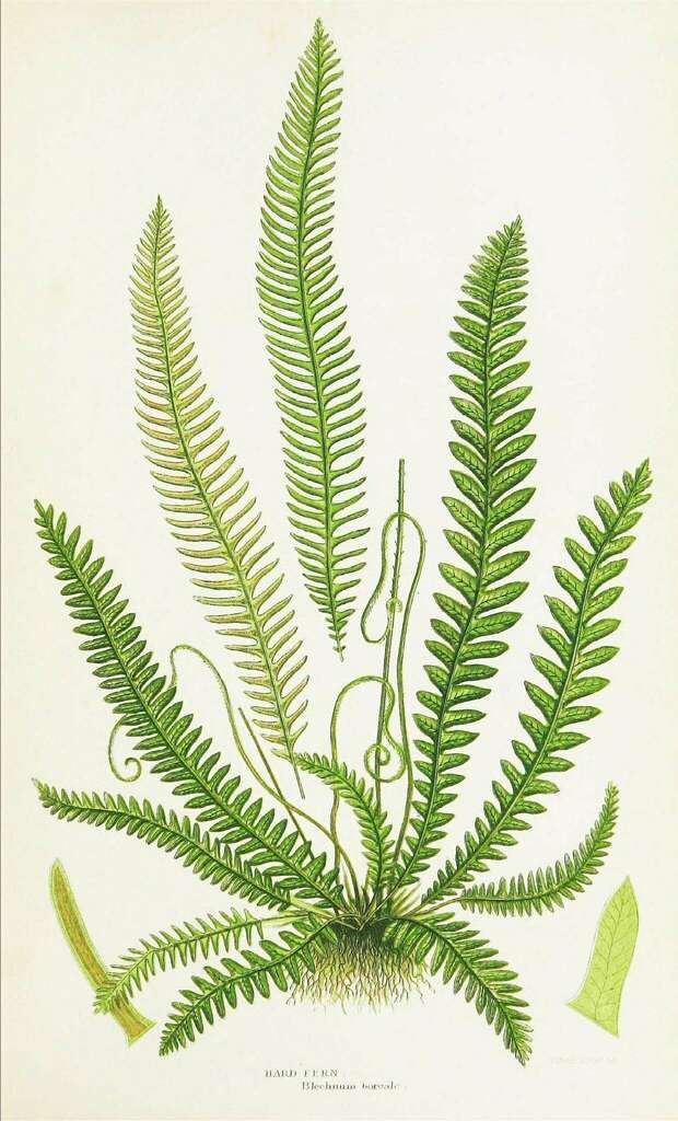deer fern (Carkeek Park, NW Seattle) · iNaturalist