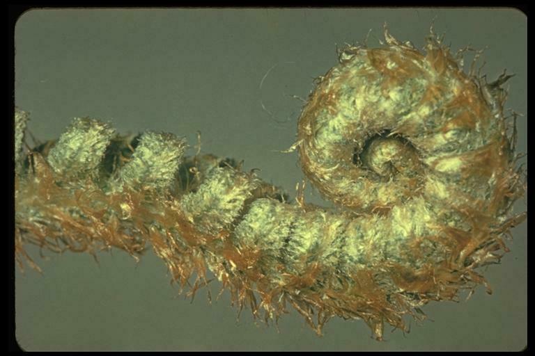 western sword fern (Carkeek Park, NW Seattle) · iNaturalist