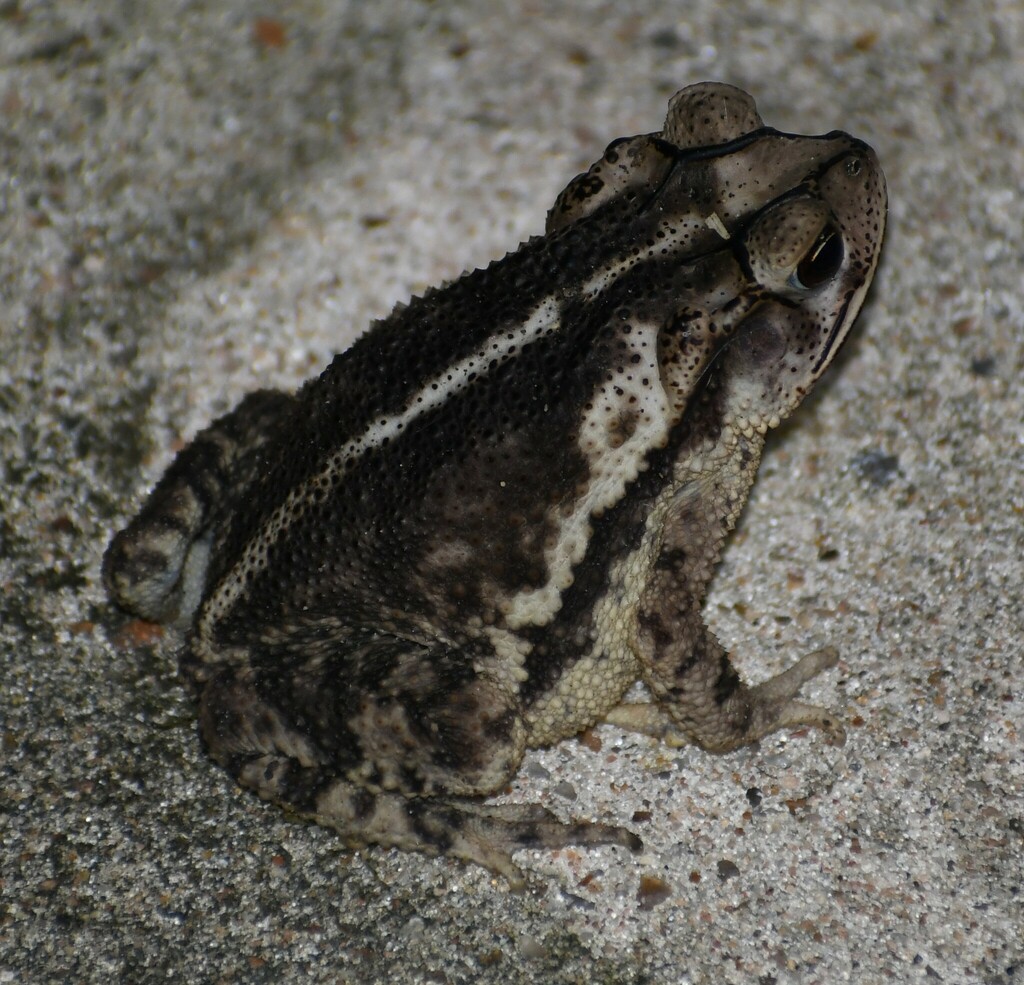 Gulf Coast Toad from South Side, Corpus Christi, TX, USA on April 16 ...
