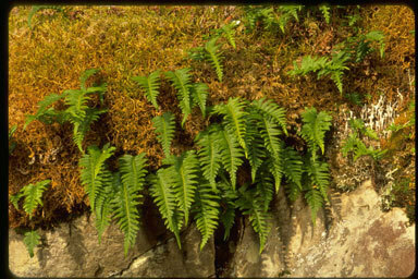 licorice fern (Carkeek Park, NW Seattle) · iNaturalist