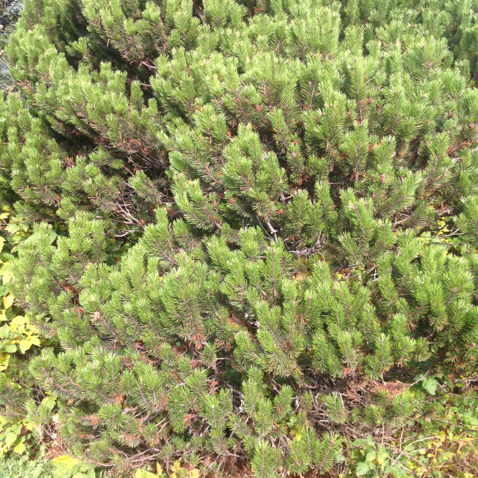Pinus contorta var contorta (Carkeek Park, NW Seattle) · iNaturalist