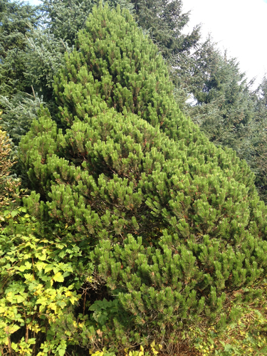 Pinus contorta var contorta (Carkeek Park, NW Seattle) · iNaturalist