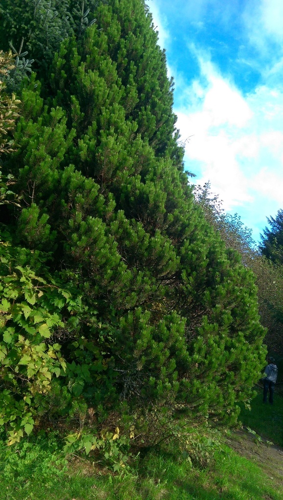 Pinus contorta var contorta (Carkeek Park, NW Seattle) · iNaturalist