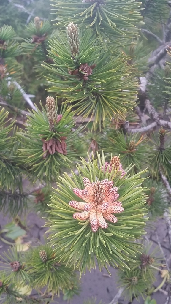 Pinus contorta var contorta (Carkeek Park, NW Seattle) · iNaturalist