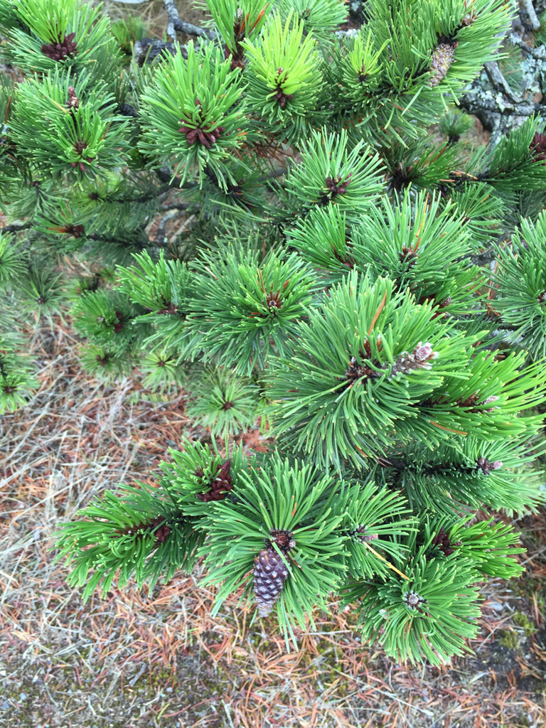 Pinus contorta var contorta (Carkeek Park, NW Seattle) · iNaturalist