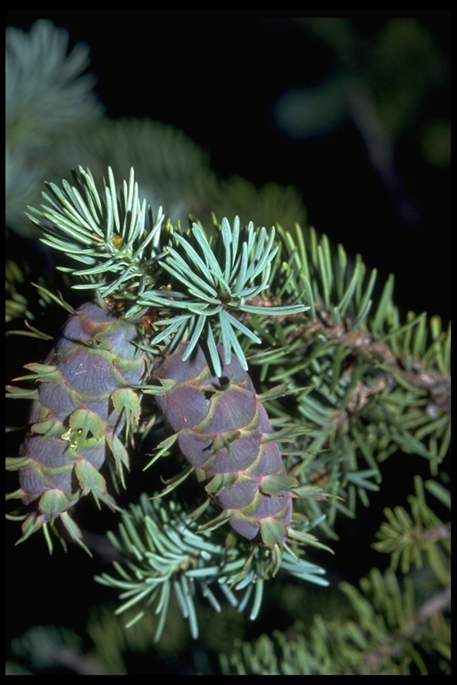 common Douglas-fir (Carkeek Park, NW Seattle) · iNaturalist
