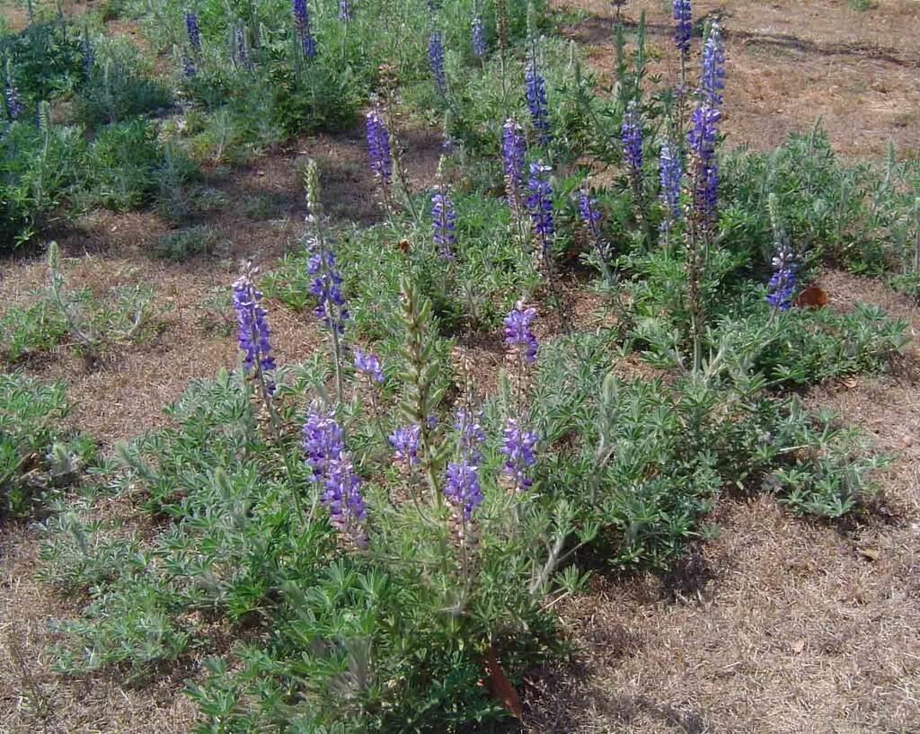 Lupinus sp. (Carkeek Park, NW Seattle) · iNaturalist