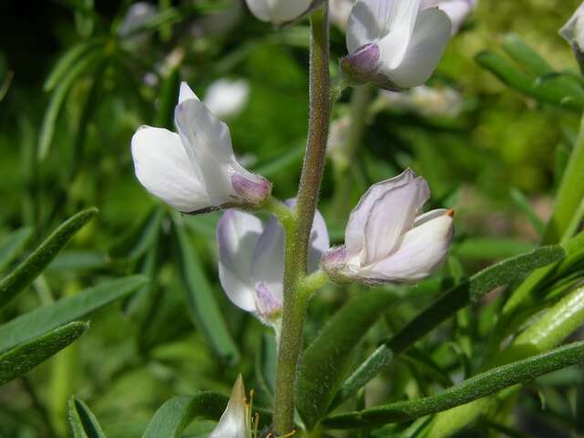 Lupinus sp. (Carkeek Park, NW Seattle) · iNaturalist