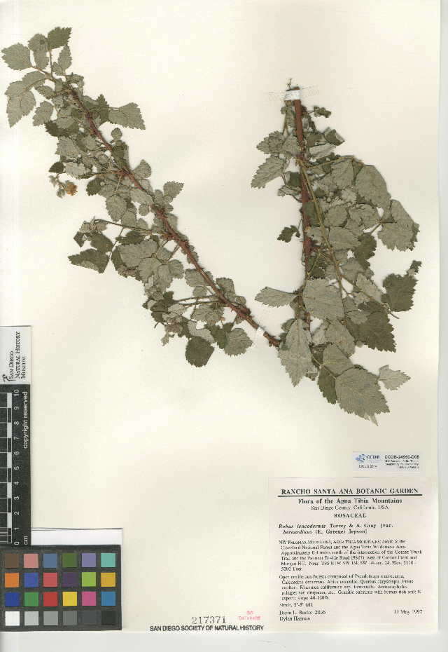 whitebark raspberry (Carkeek Park, NW Seattle) · iNaturalist