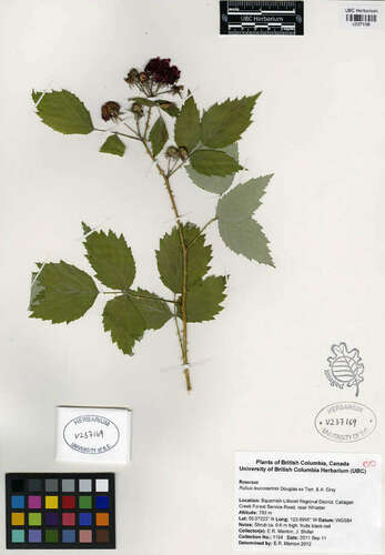 whitebark raspberry (Carkeek Park, NW Seattle) · iNaturalist