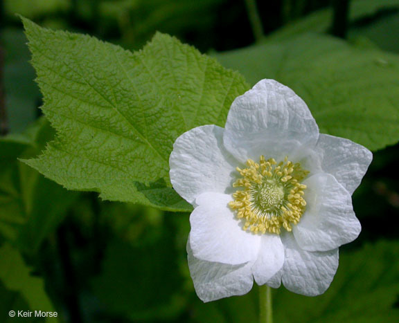 thimbleberry (Carkeek Park, NW Seattle) · iNaturalist
