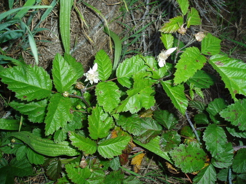 trailing blackberry (Carkeek Park, NW Seattle) · iNaturalist