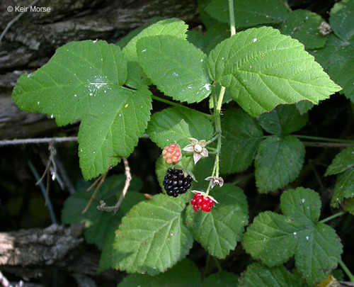trailing blackberry (Carkeek Park, NW Seattle) · iNaturalist