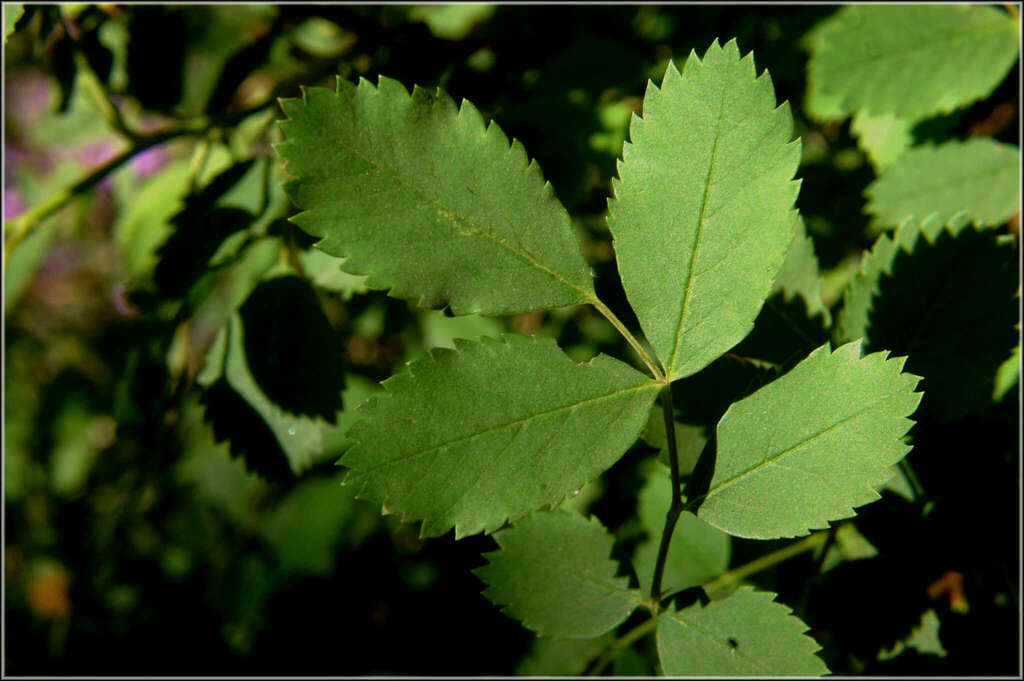 Nootka rose (Carkeek Park, NW Seattle) · iNaturalist