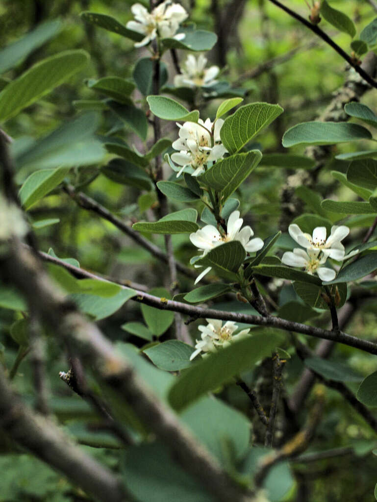 Serviceberry, Saskatoon (Carkeek Park, NW Seattle) · iNaturalist