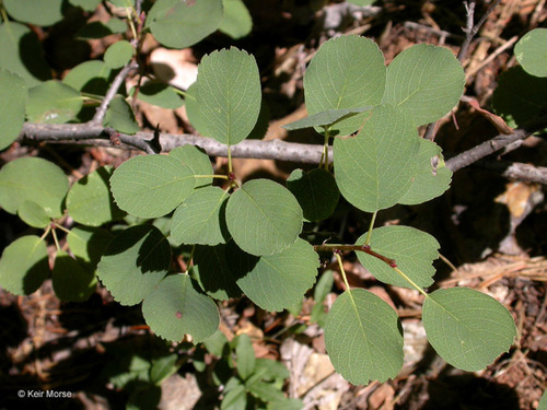 Serviceberry, Saskatoon (Carkeek Park, NW Seattle) · iNaturalist