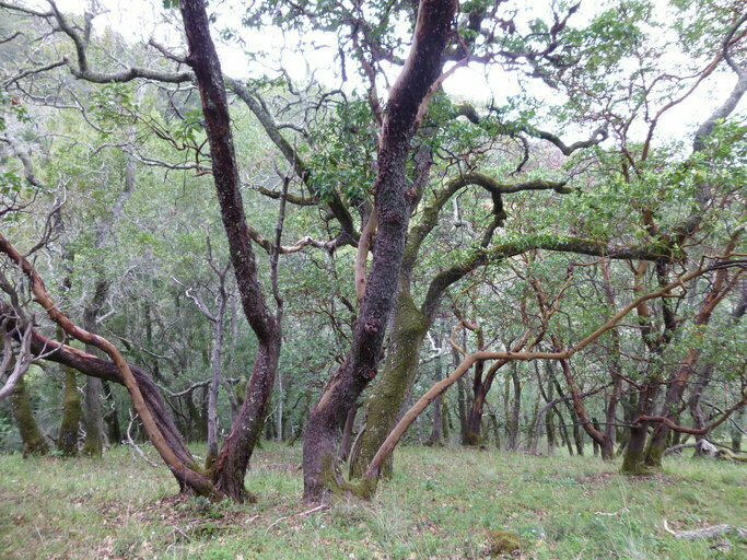 Pacific madrone (Carkeek Park, NW Seattle) · iNaturalist